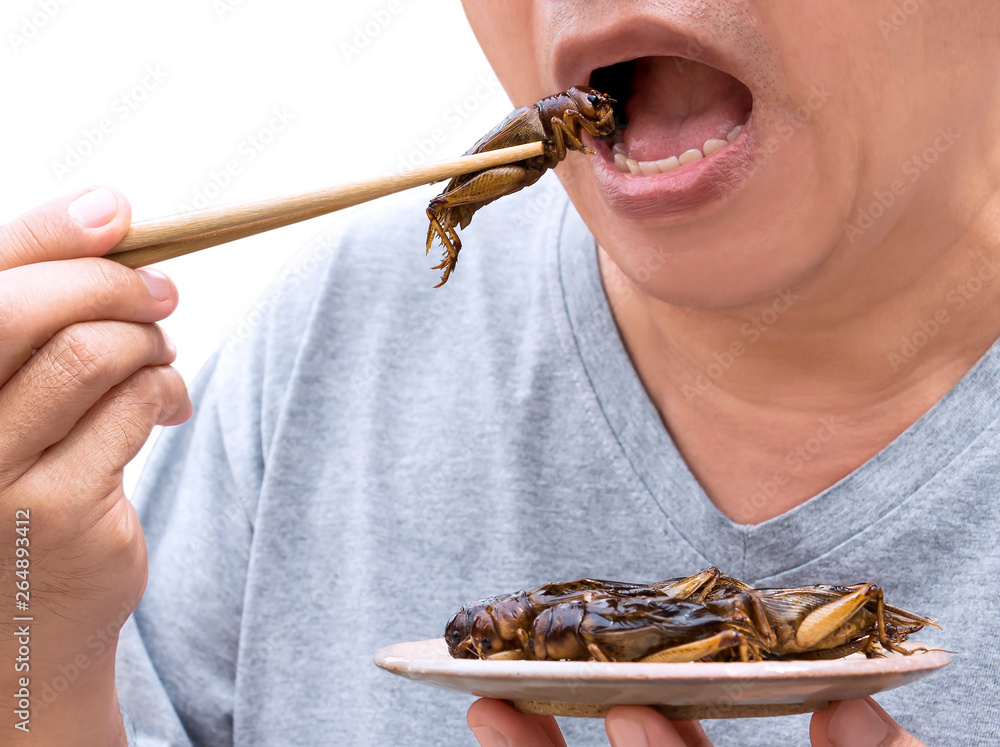 Food Insects: Man eating Cricket insect on chopsticks. Crickets deep ...
