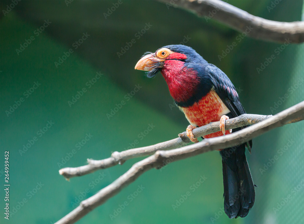 Bird Bearded Libia (woodpecker). This is a family of birds of ...