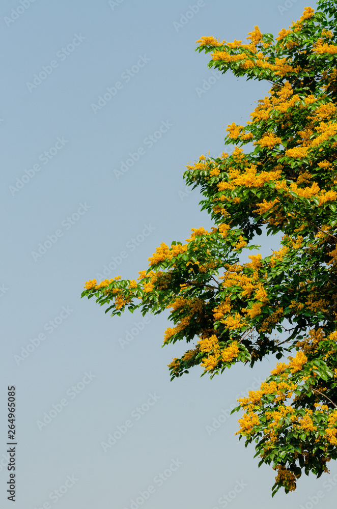 Burma padauk or Pterocarpus macrocarpus flower tree Stock Photo | Adobe ...