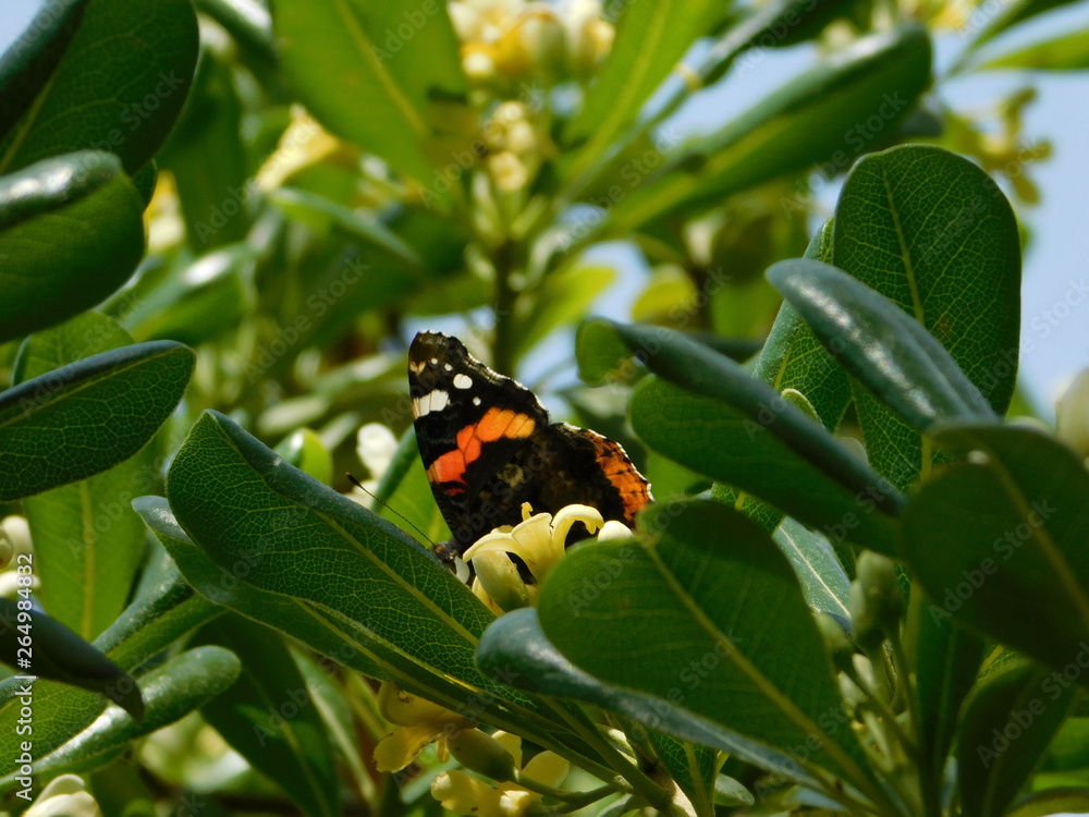 Japanese cheesewood, or Australian laurel, or pittosporum tobira shrub ...
