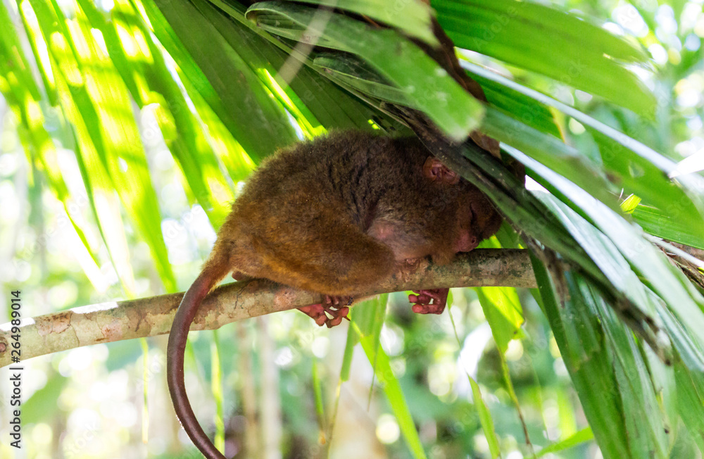Tarsier Sleeping