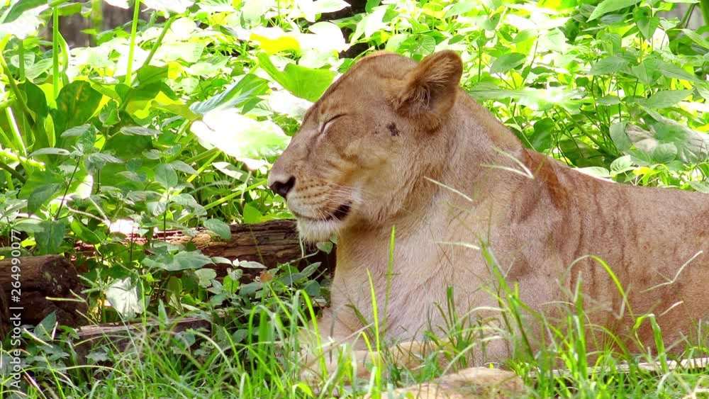 Relaxed female lion resting on green grass near fallen log and thicket ...