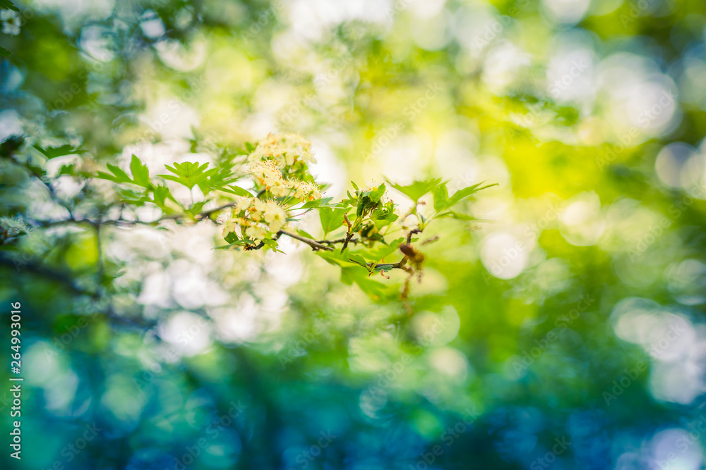 Close Up View Of Nature