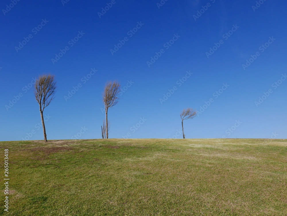 paesaggio desolato e minimalista di un prato con alberi radi Stock ...