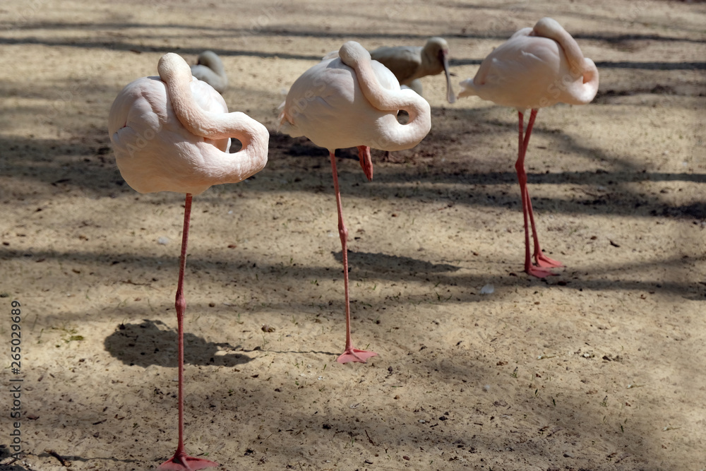 Three pink flamingos stands in a row with one foot in the sand at the ...