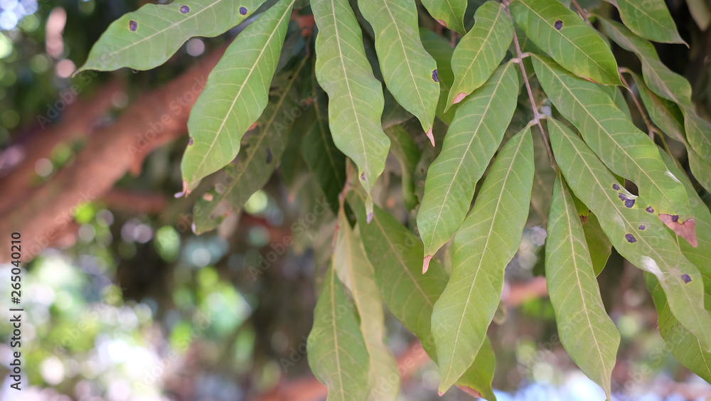 Longan Tree Leaves