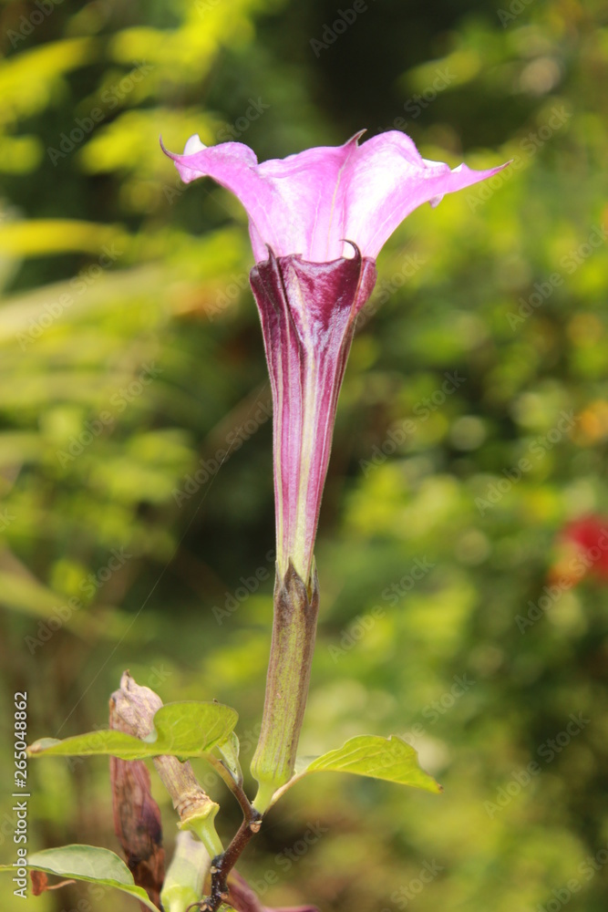 Purple datura Ballerina flower (Datura metel Linn. in science name ...