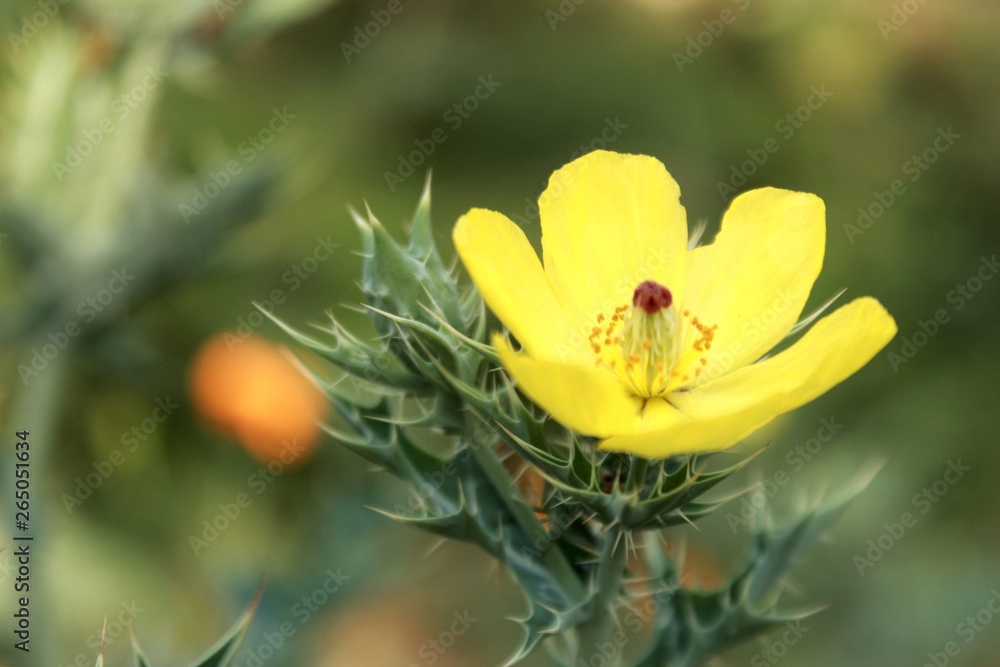 Argemone mexicana (Mexican poppy, Mexican prickly poppy, flowering ...