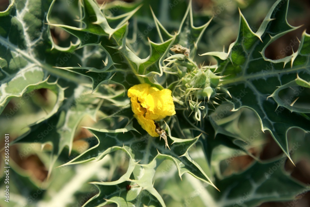 Argemone mexicana (Mexican poppy, Mexican prickly poppy, flowering ...