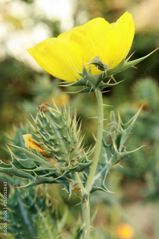 Argemone mexicana (Mexican poppy, Mexican prickly poppy, flowering ...