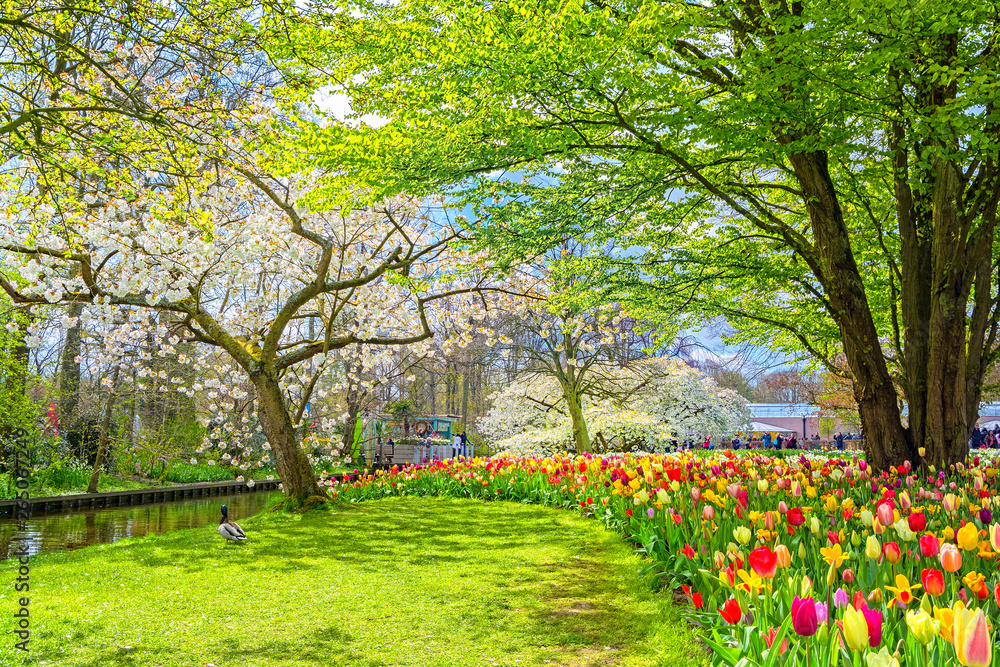 Beautiful Park In Spring