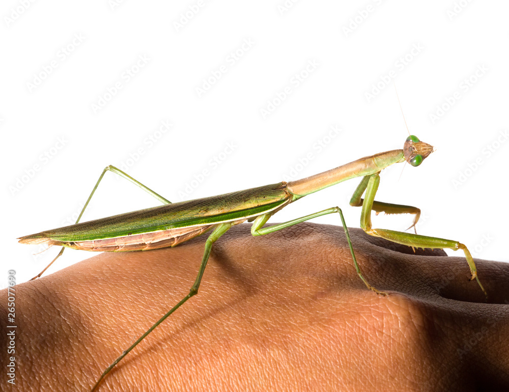 Green Hierodula patellifera common name giant Asian, Indochina or ...