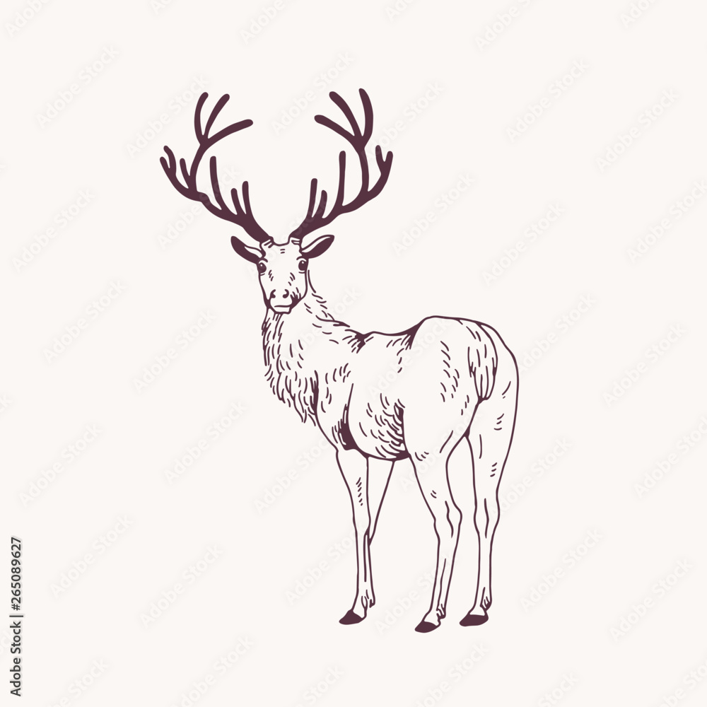 Stag Drawing