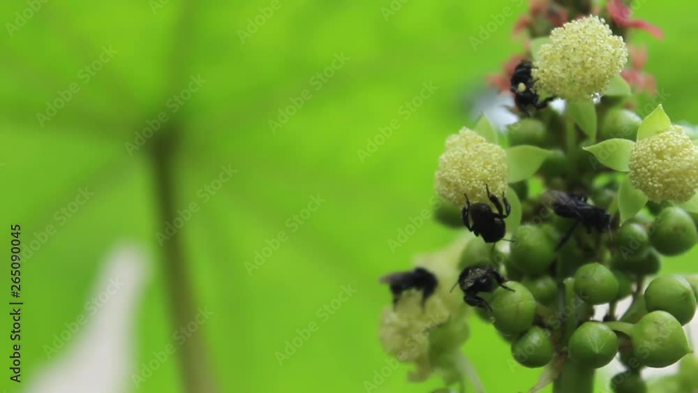 castor flower (Ricinus communis) and Indian black Carpenter bee flying ...