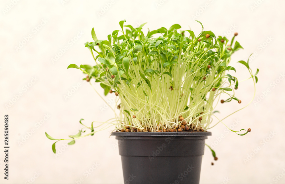 Cilantro Sprouts