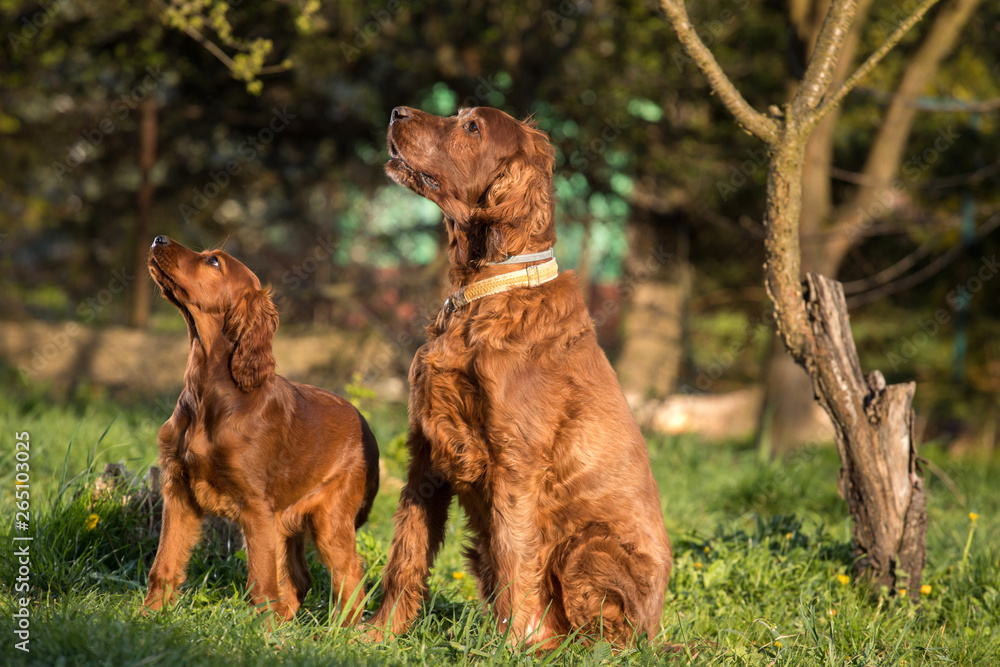 Father And Son And Puppy Dog