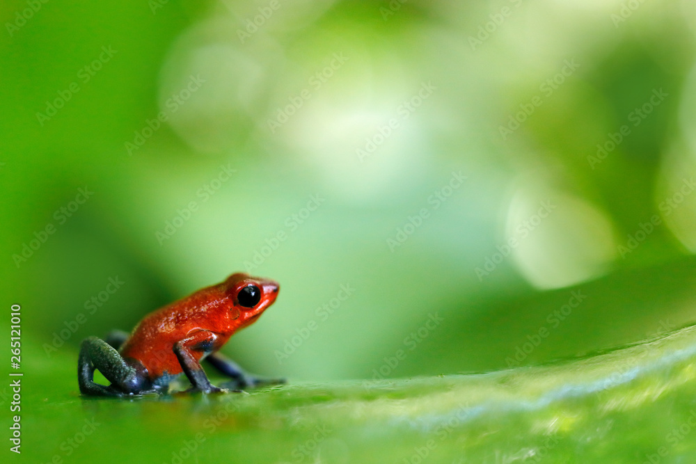 Strawberry Poison Dart Frog Habitat