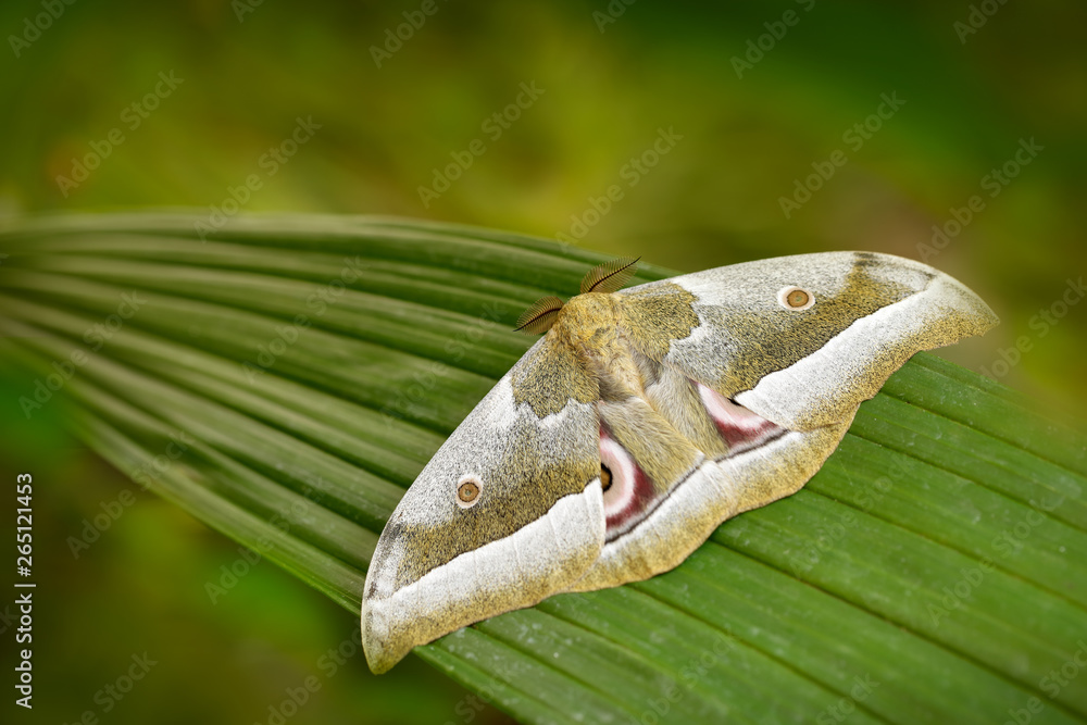 Huge Colorful African Emperor Moth butterfly, Gonimbrasia zambesina ...