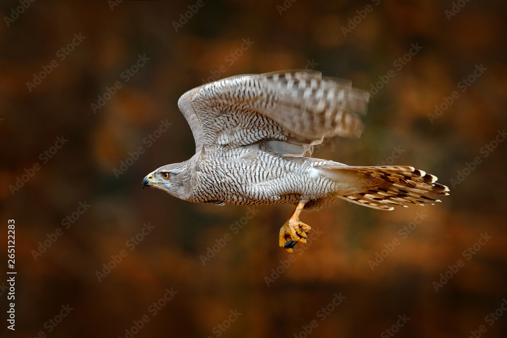 Goshawk flying, bird of prey with open wings with evening sun back ...