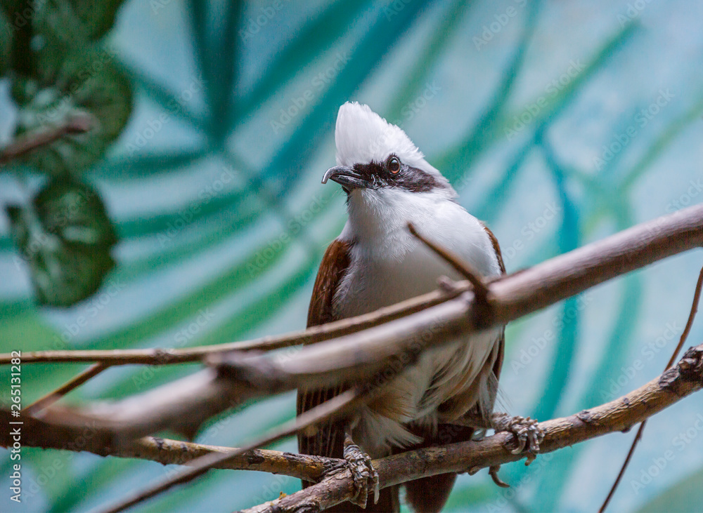 White-crested laughing thrush. This is a fairly large bird the size of ...