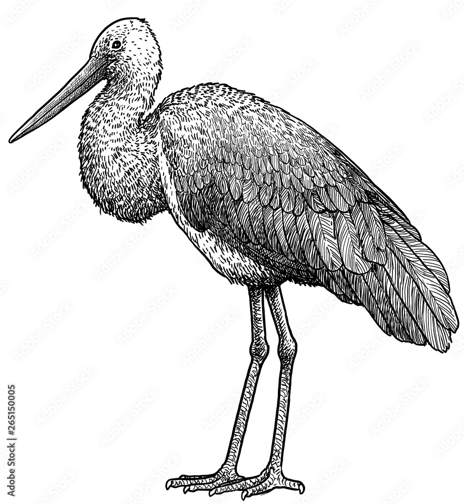 Black stork illustration, drawing, engraving, ink, line art, vector ...
