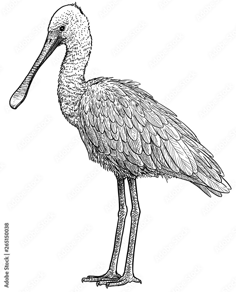 Eurasian spoonbill illustration, drawing, engraving, ink, line art ...
