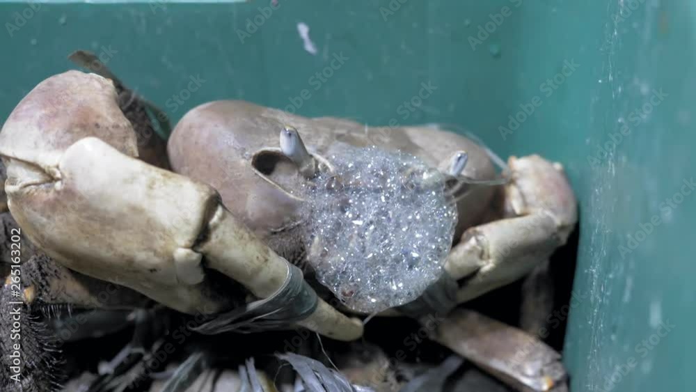 Fresh and live crabs, foam from the mouth, sold at the fish market ...