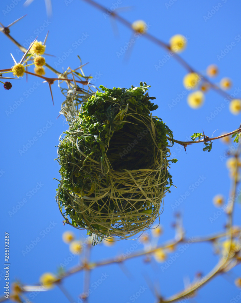 Nest of Lesser masked weaver is a species of bird in the family ...