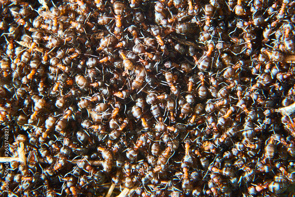 Large group of Formica polyctena ants. Formica polyctena is a species ...