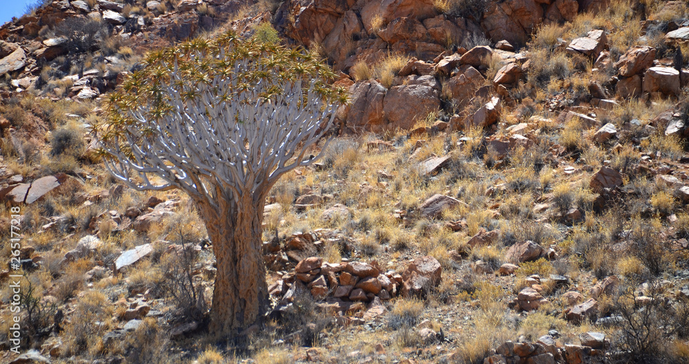 Foto de Aloidendron dichotomum, formerly Aloe dichotoma, the quiver ...
