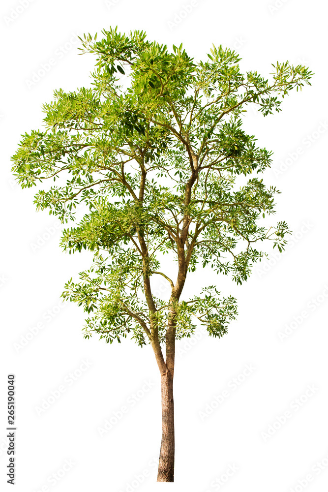 Green Trees On White Background