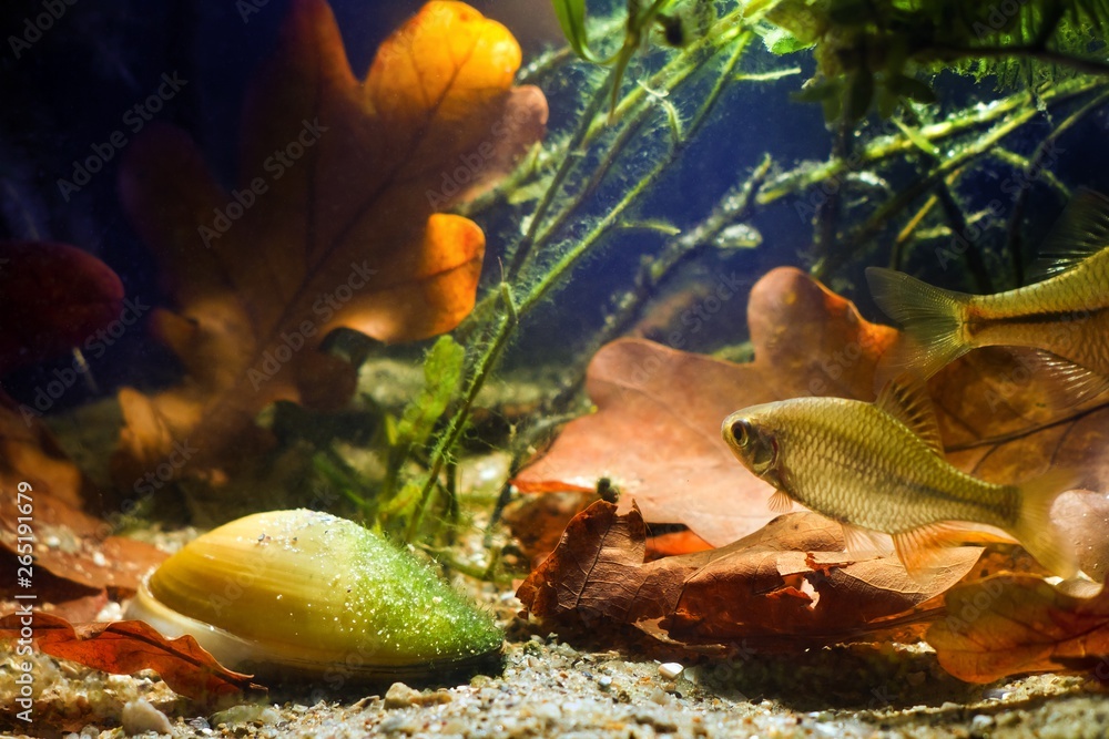 Rhodeus amarus, European bitterling, wide-spread wild fish swims near ...