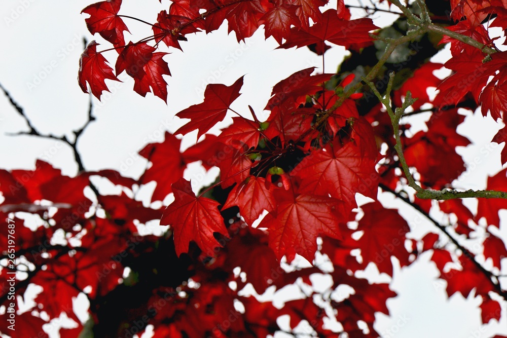 Acer rubrum deep red foliage in spring season. Maple twigs with first ...