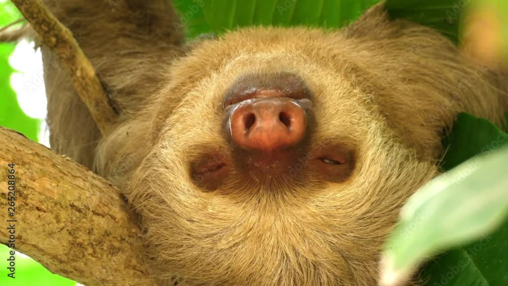 Three-toed sloth sleeping on a branch in the rainforest. Sloths are ...