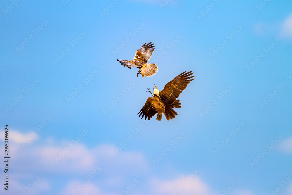 Birds fighting. Blue sky background. Bird: Western Marsh Harrier ...
