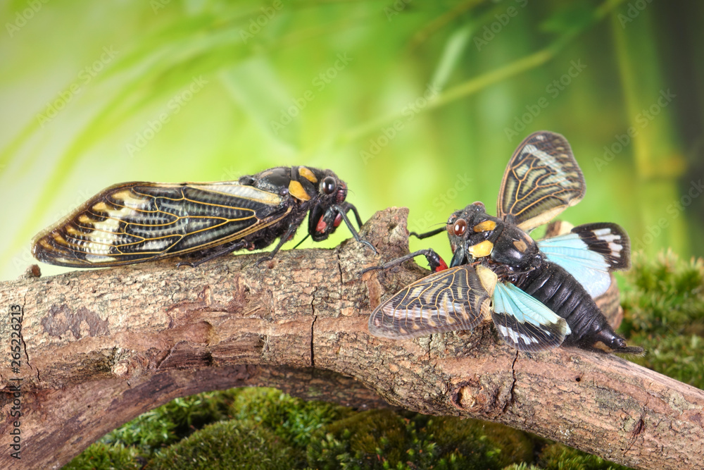 Cicada : Blue butterfly-wings cicada (Distantalna splendida) is a ...