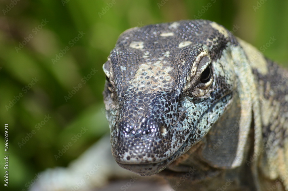 Lace Monitor Blue