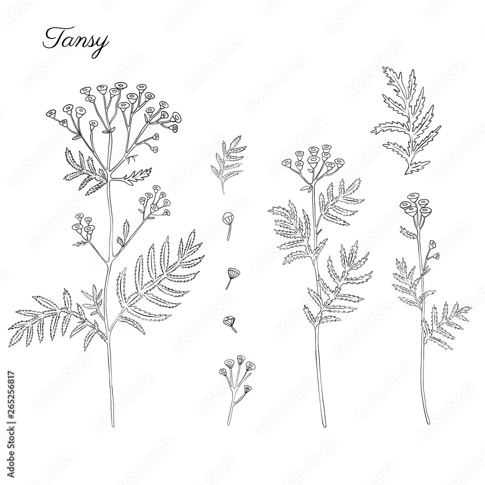 Tansy flower or Tanacetum vulgare vector illustration isolated on white ...