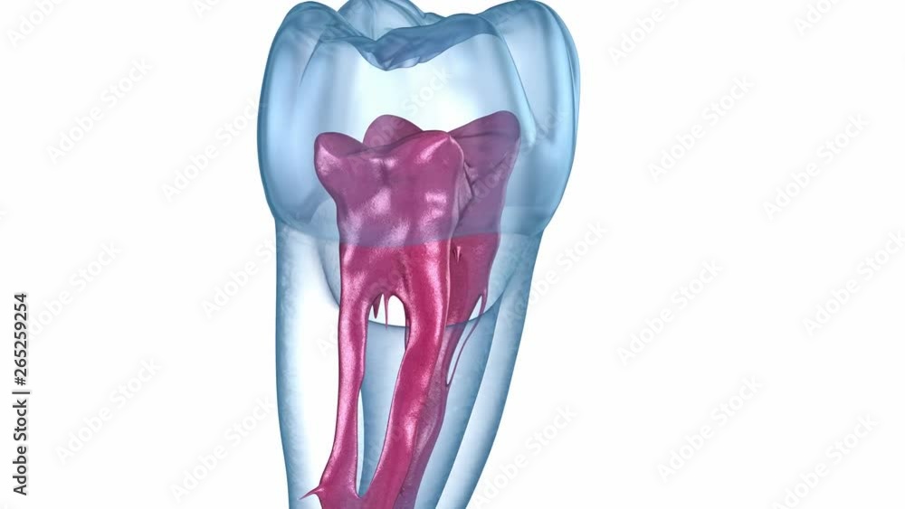 Dental root anatomy - First maxillary molar tooth. Medically accurate ...