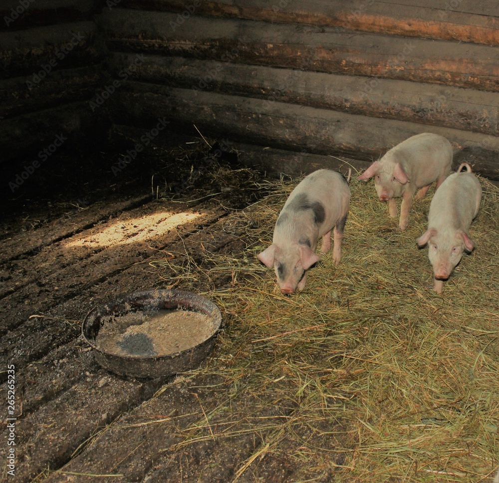 Three little pigs in the barn are eating. The life of little pigs in ...