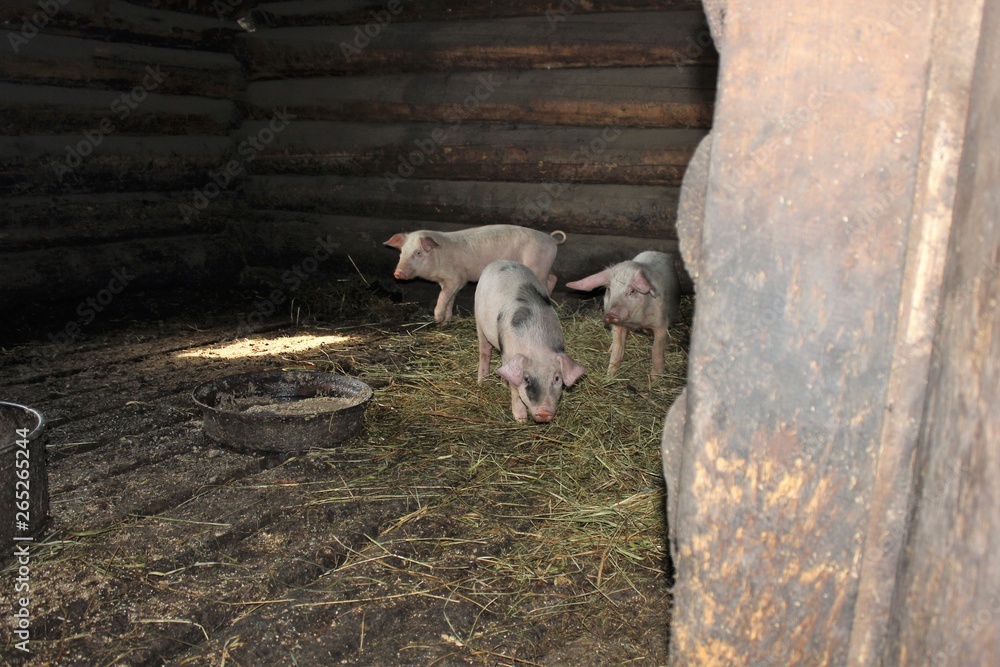 Three little pigs in the barn are eating. The life of little pigs in ...