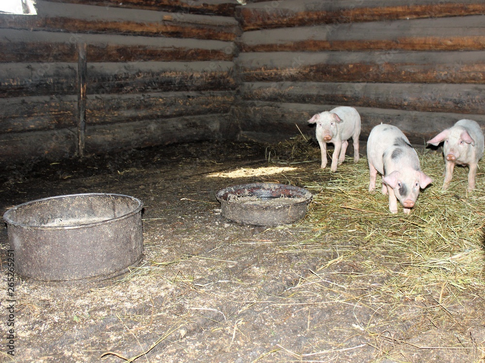 Three little pigs in the barn are eating. The life of little pigs in ...
