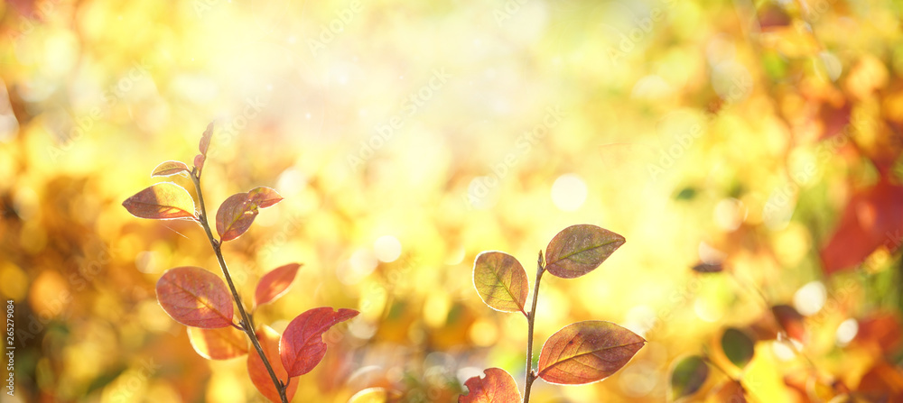 Autumn Nature Backgrounds