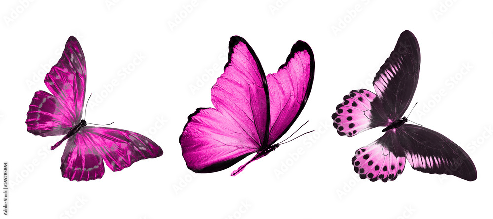 tropical pink butterfly. isolated on white Stock Photo | Adobe Stock