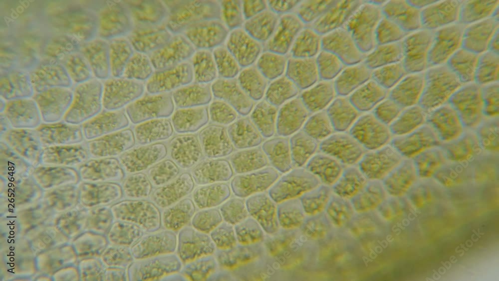 Chloroplast under a microscope. Chloroplasts in plant cells. Cell ...