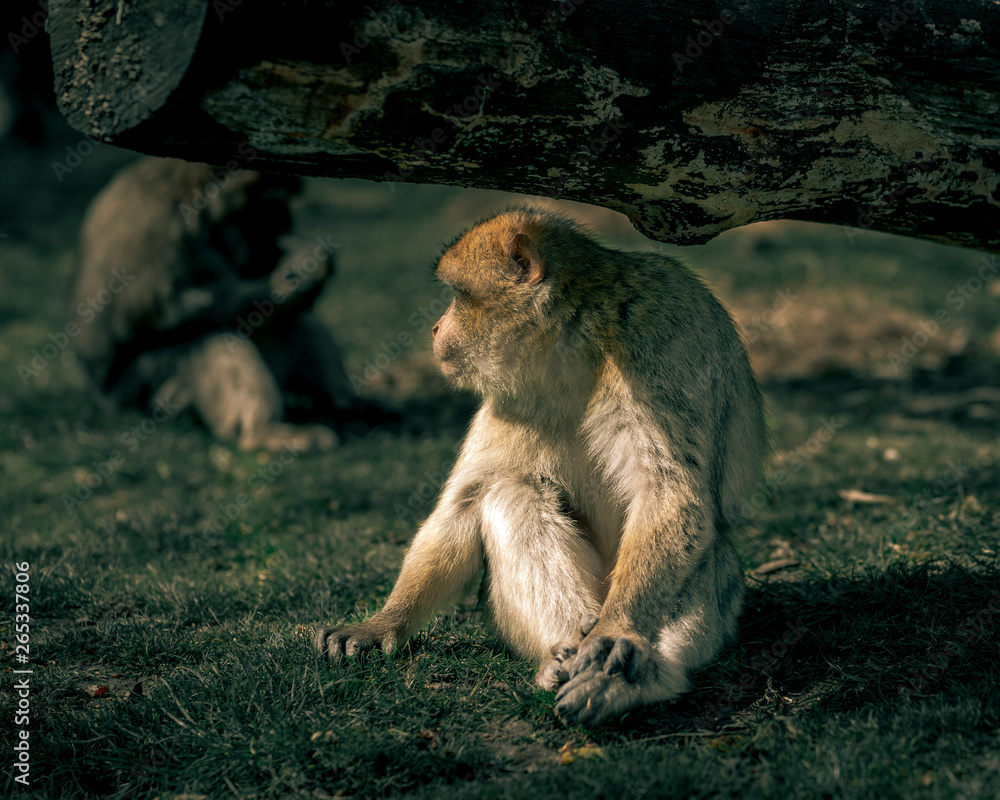 Monkey Stock Photo | Adobe Stock