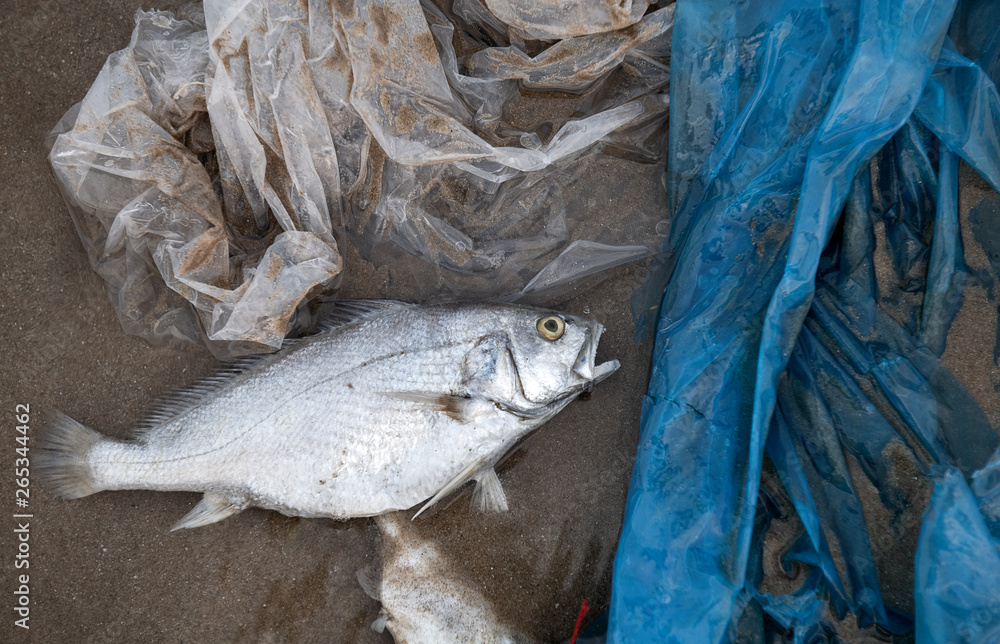 Death fish and plastic pollution environment. Stock Photo | Adobe Stock