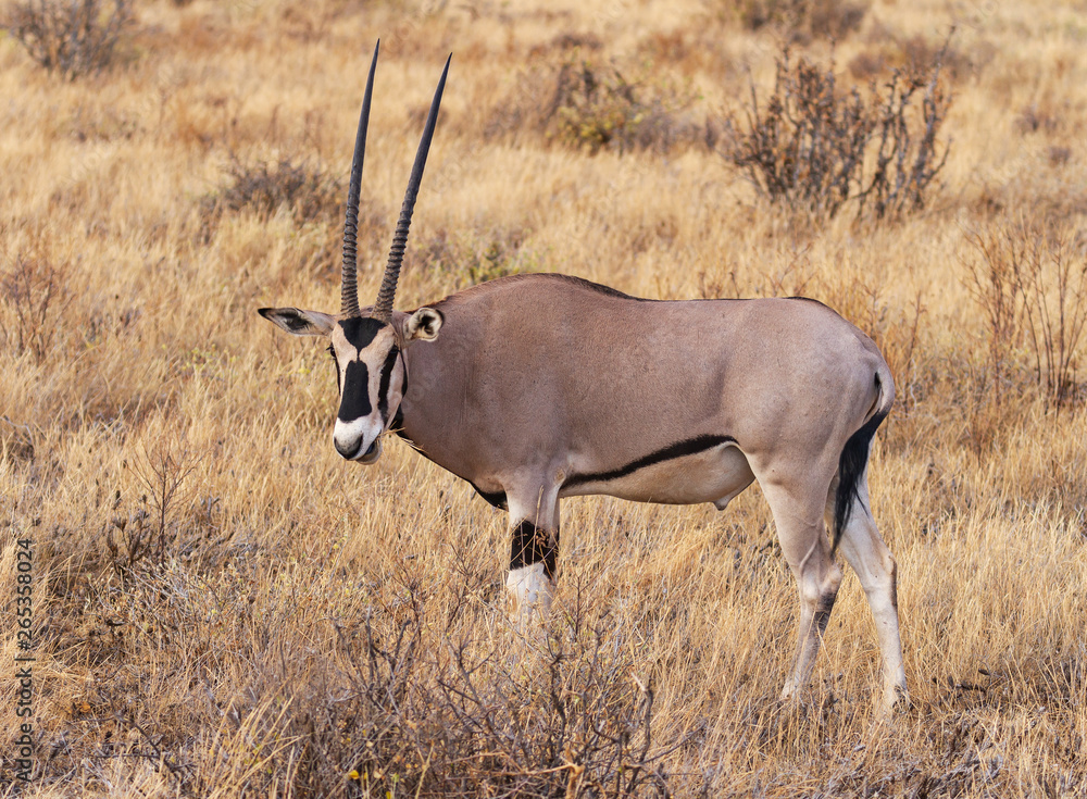 Oryx Beisa side view with face, standing in dry scrub grassland ...