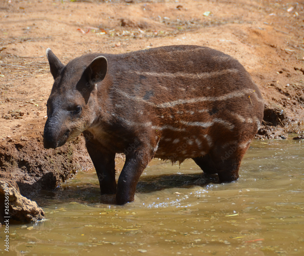 The South American tapir, Brazilian tapi, lowland tapir or anta, is one ...