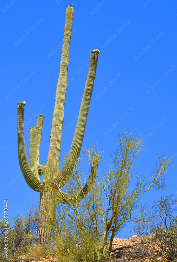 Saguaro National Park is a United States national park in Pima County ...